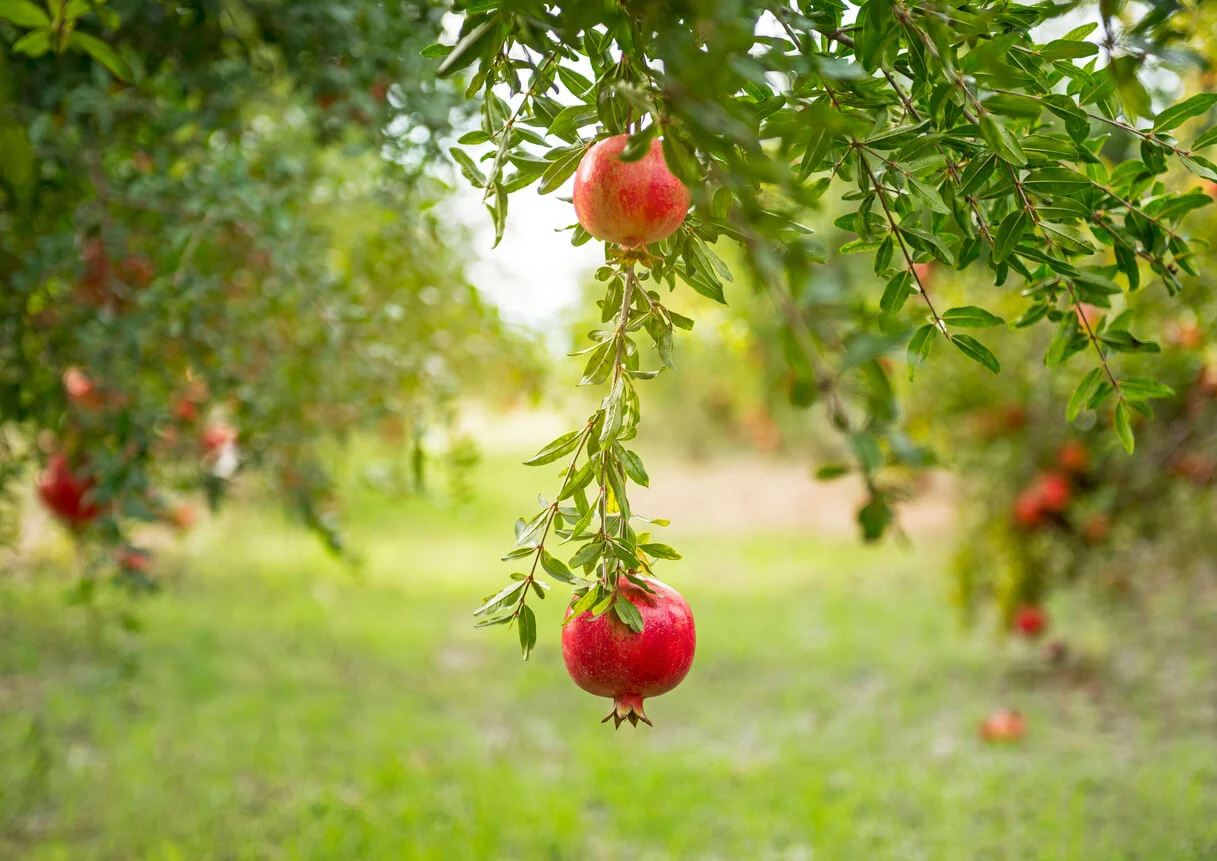 Comment tailler un grenadier, une taille différente des fruitiers ...